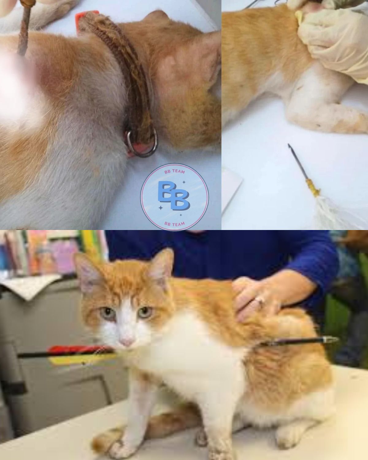 Cat shot with arrow; PAWS seeks more info on perpetrator - News
